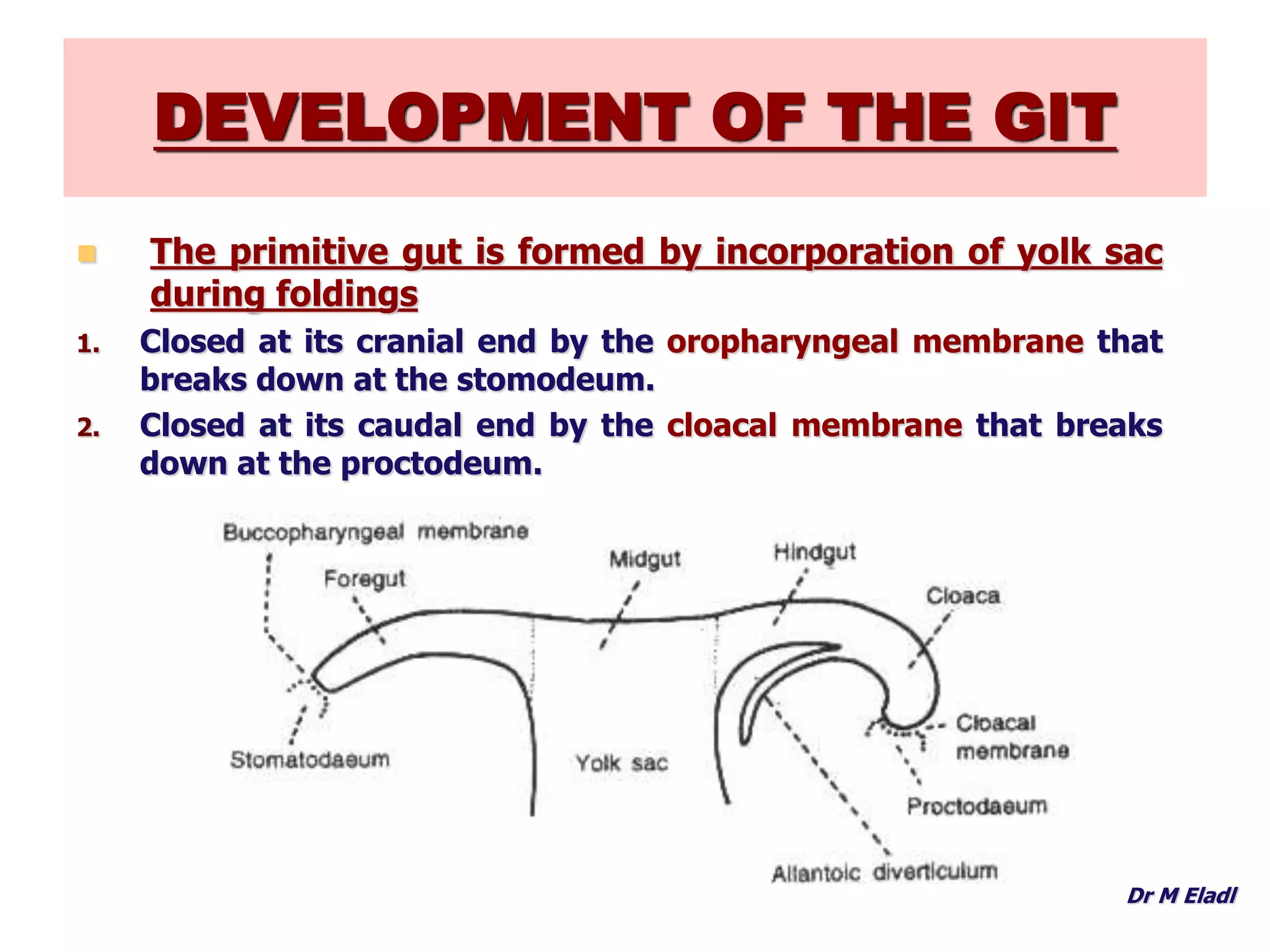 Development of foregut | PPTX