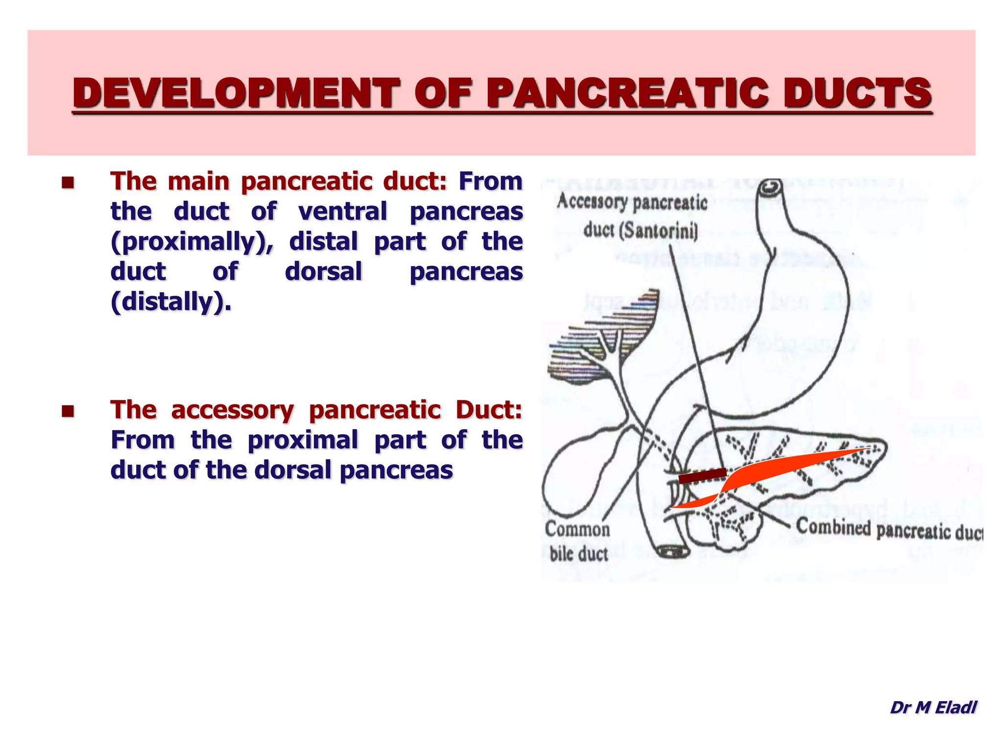 Development of foregut | PPTX