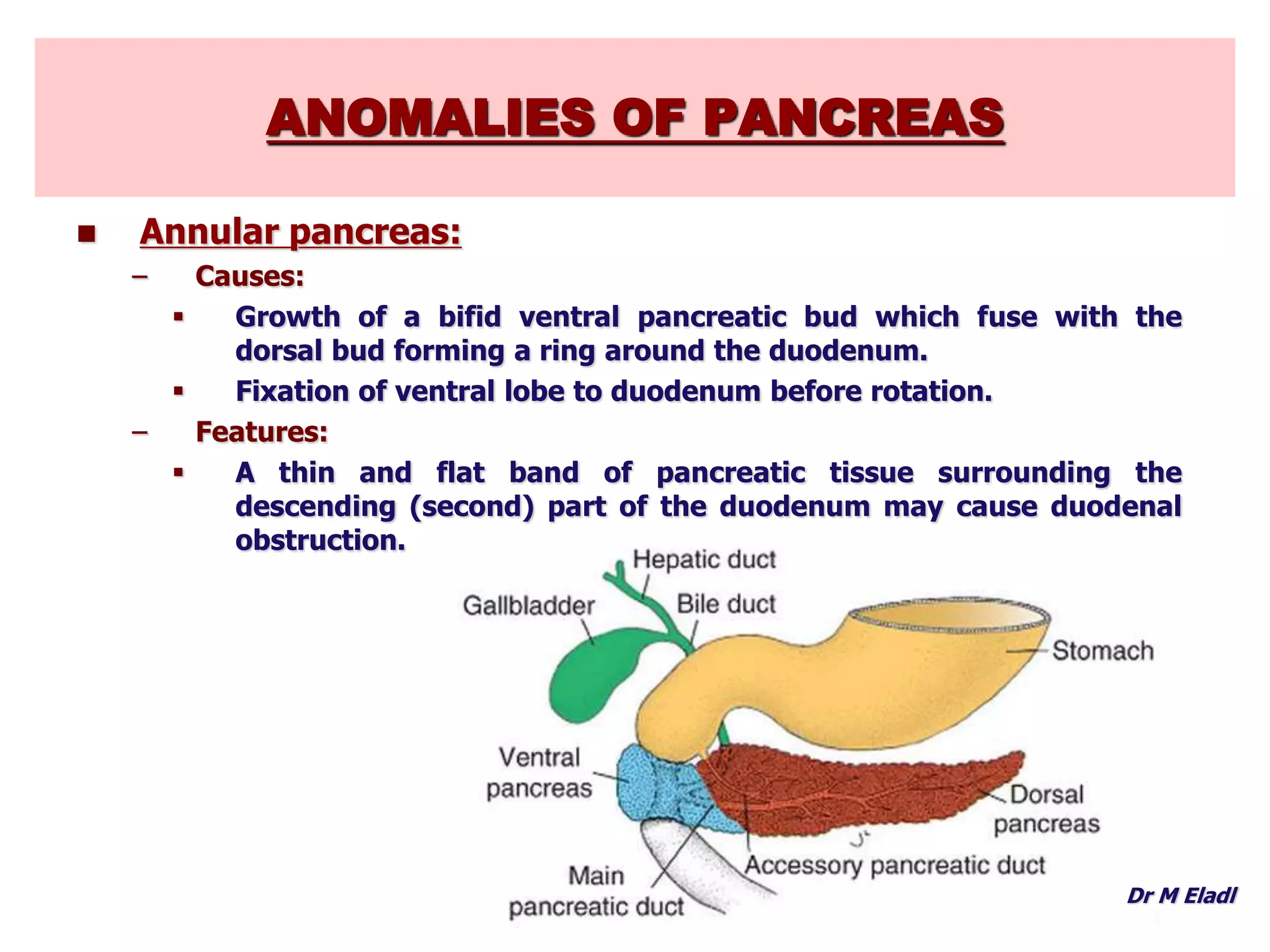 Development of foregut | PPTX