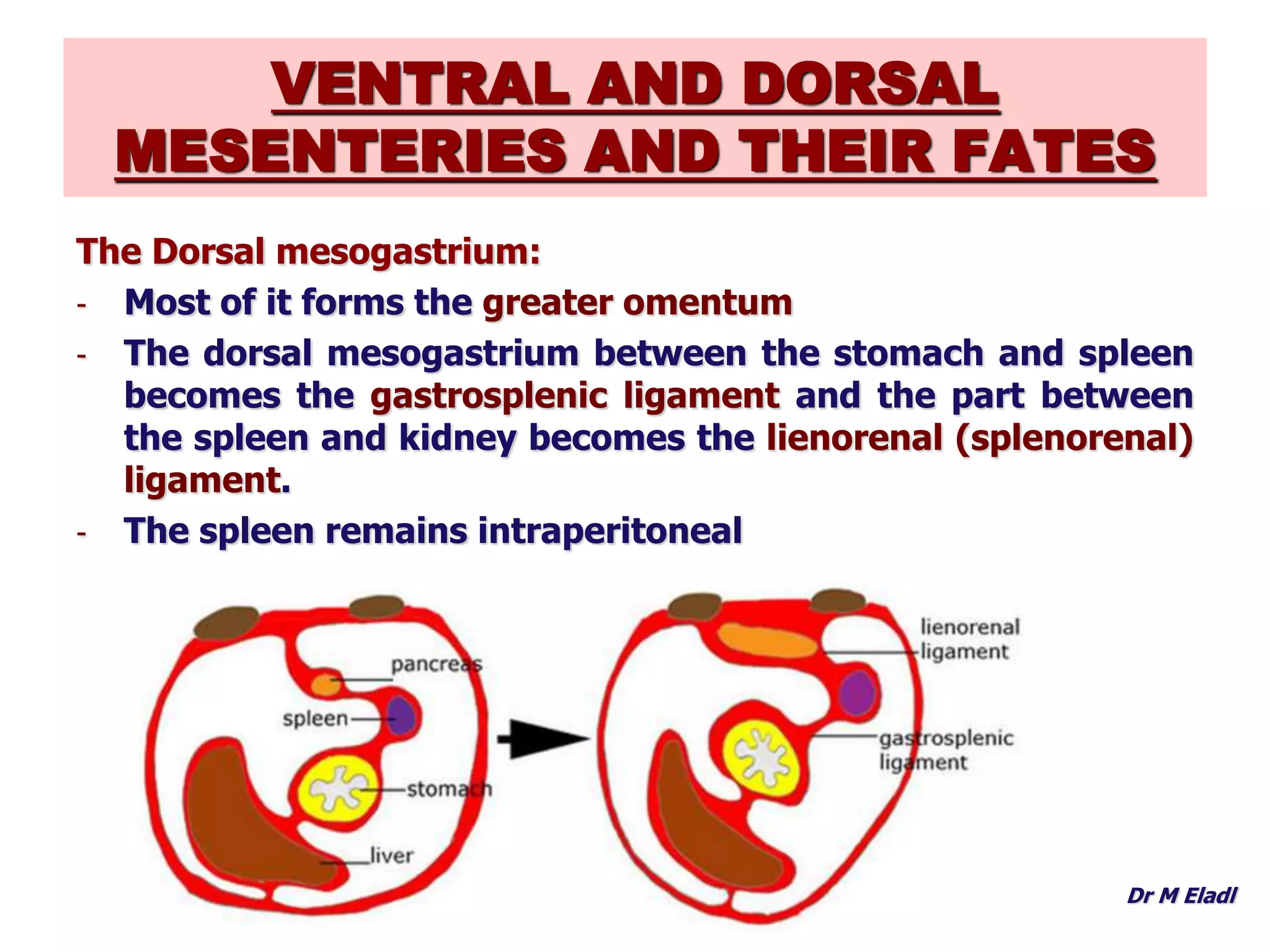 Development of foregut | PPTX
