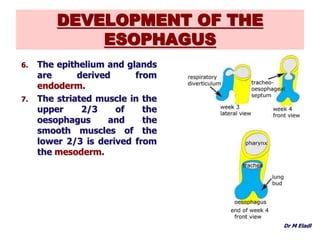 Development of foregut | PPTX