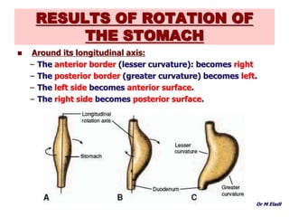 Development of foregut | PPTX
