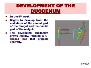 Development of foregut | PPTX