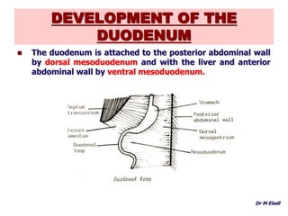 Development of foregut | PPTX