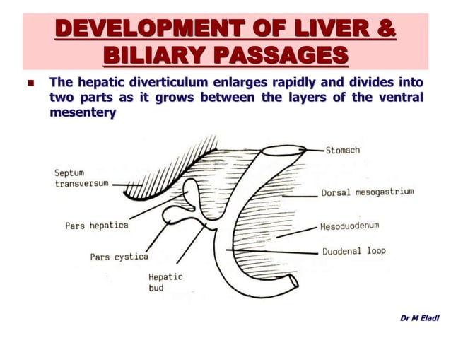Development of foregut | PPTX