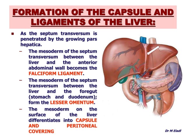 Development of foregut | PPTX