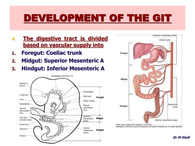 Development of foregut | PPTX