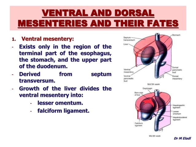 Development of foregut | PPTX