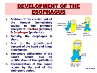 Development of foregut | PPTX