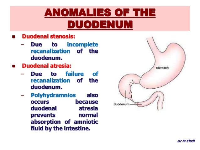 Development of foregut