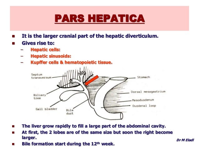 Development of foregut