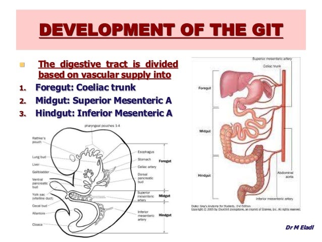 Development of foregut