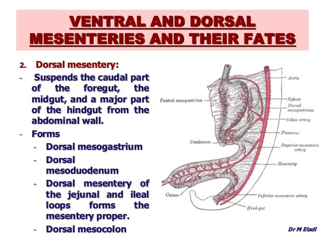 Development of foregut