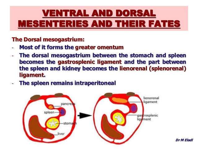 Development of foregut