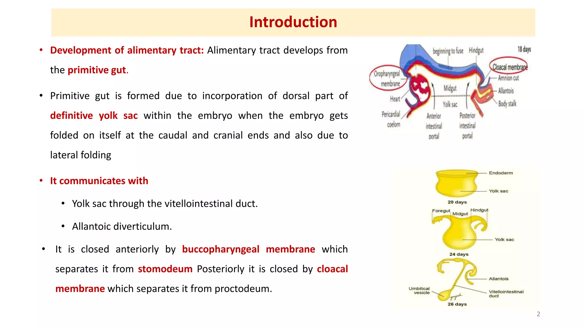 Development of foregut | PPTX