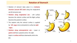 Development of foregut | PPTX | Pregnancy | Reproductive Health