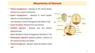 Development of foregut | PPTX