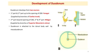 Development of foregut | PPTX | Pregnancy | Reproductive Health