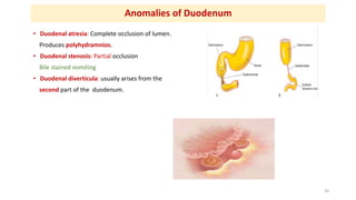 Development of foregut | PPTX | Pregnancy | Reproductive Health