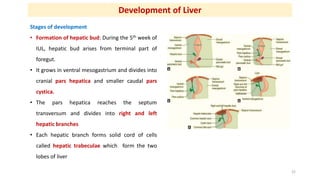 Development of foregut | PPTX