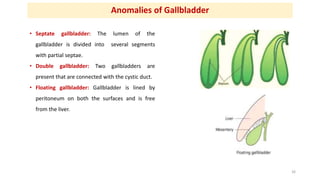 Development of foregut | PPTX | Pregnancy | Reproductive Health