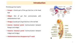 Development of foregut | PPTX | Pregnancy | Reproductive Health