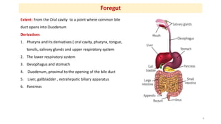 Development of foregut | PPTX | Pregnancy | Reproductive Health