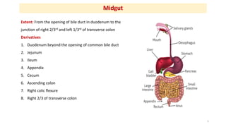 Development of foregut | PPTX | Pregnancy | Reproductive Health