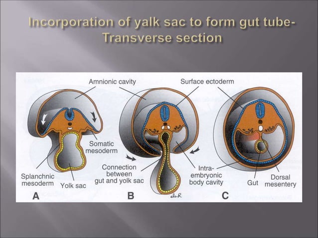 Development of FOREGUT MIDGUT AND HINDGUT.ppt