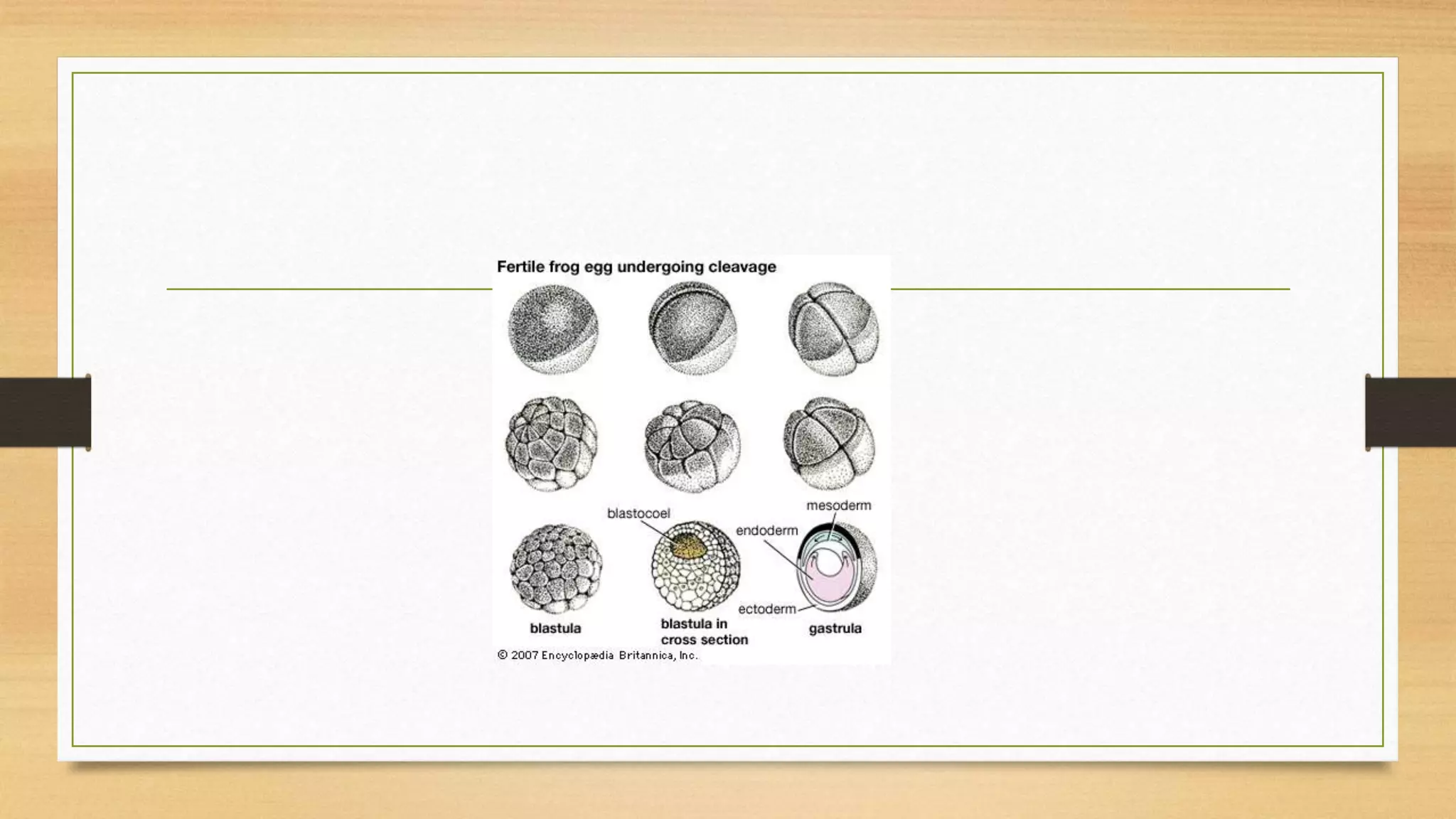 Development of frog/ embryogenesis | PPTX