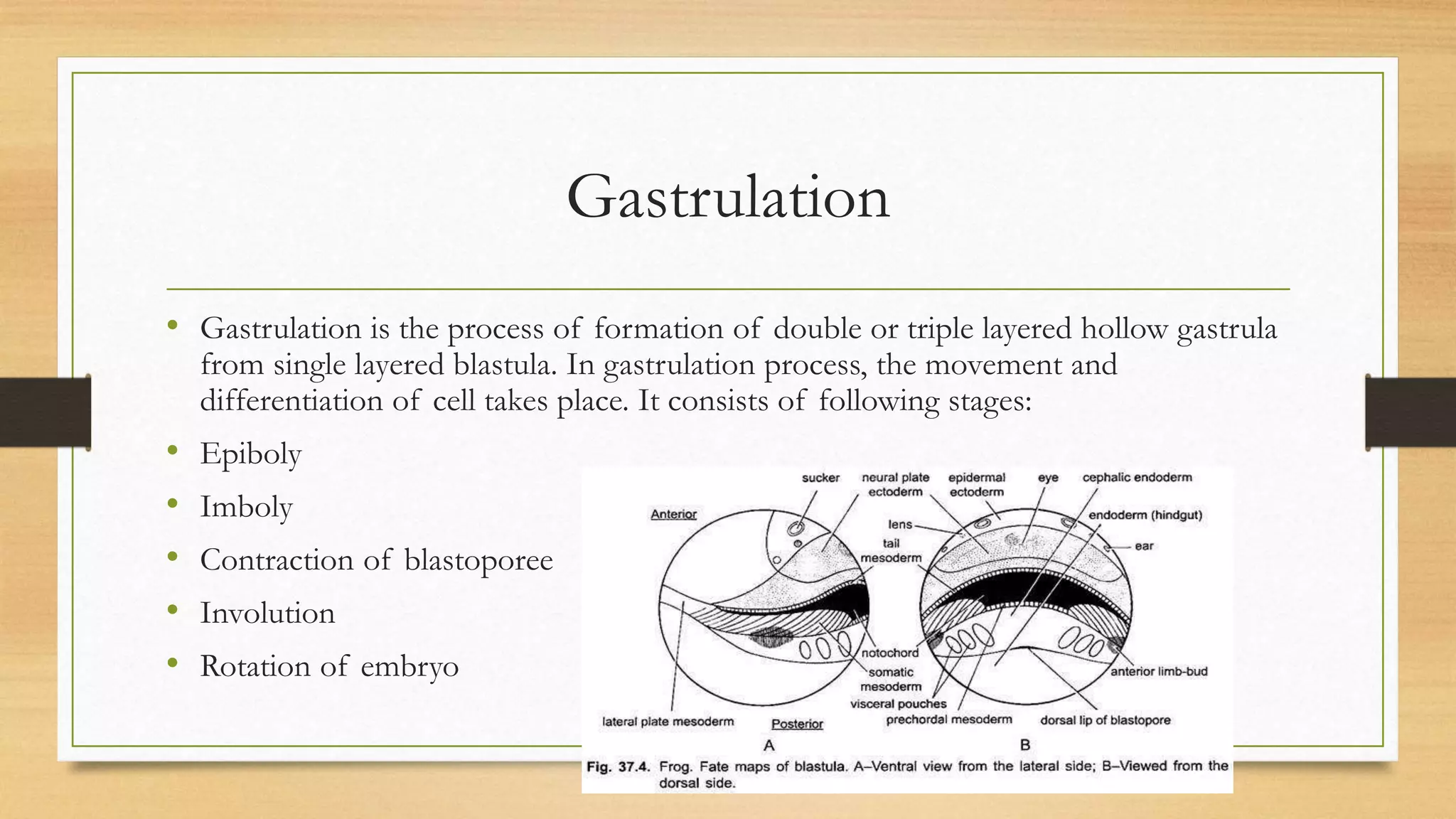 Development of frog/ embryogenesis | PPTX