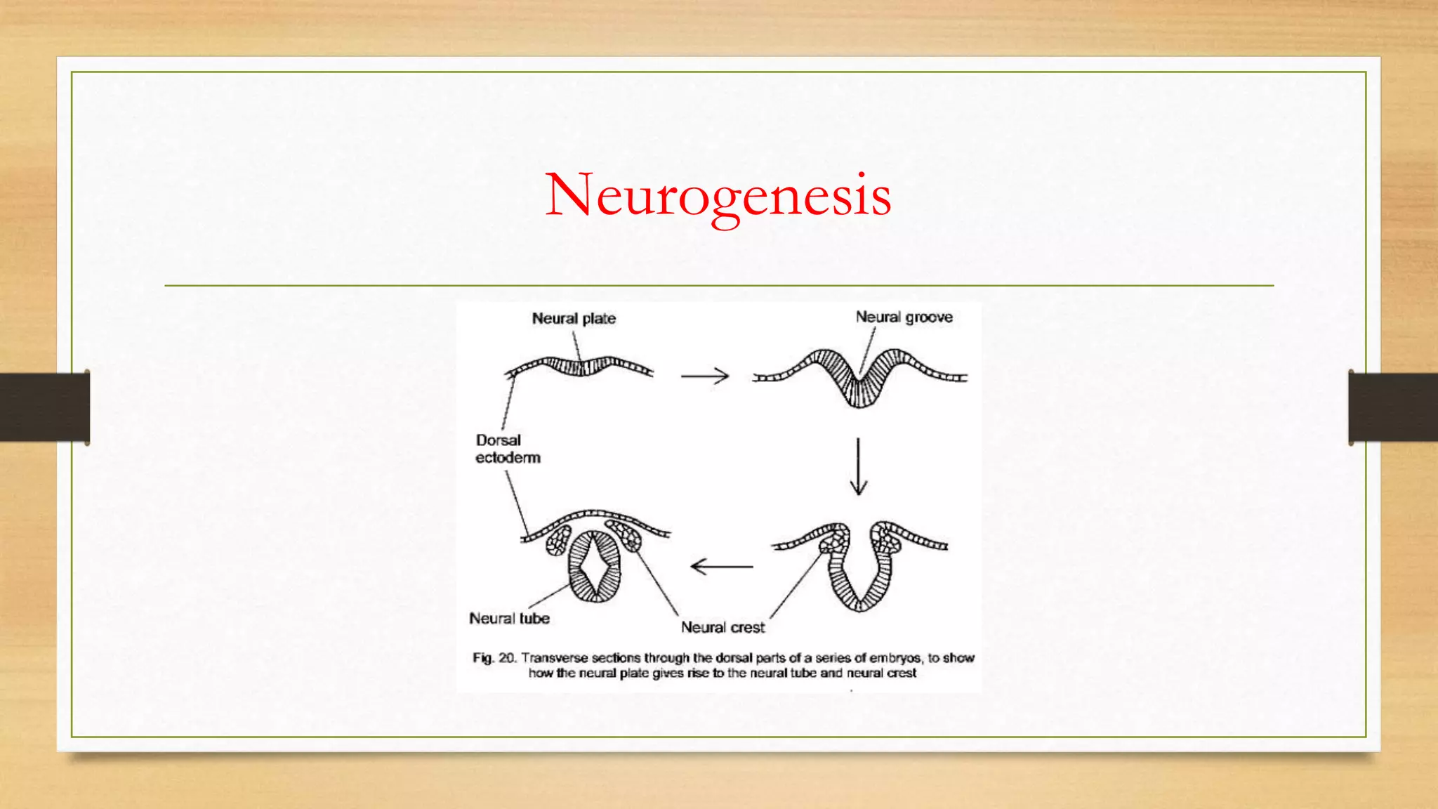 Development of frog/ embryogenesis | PPTX