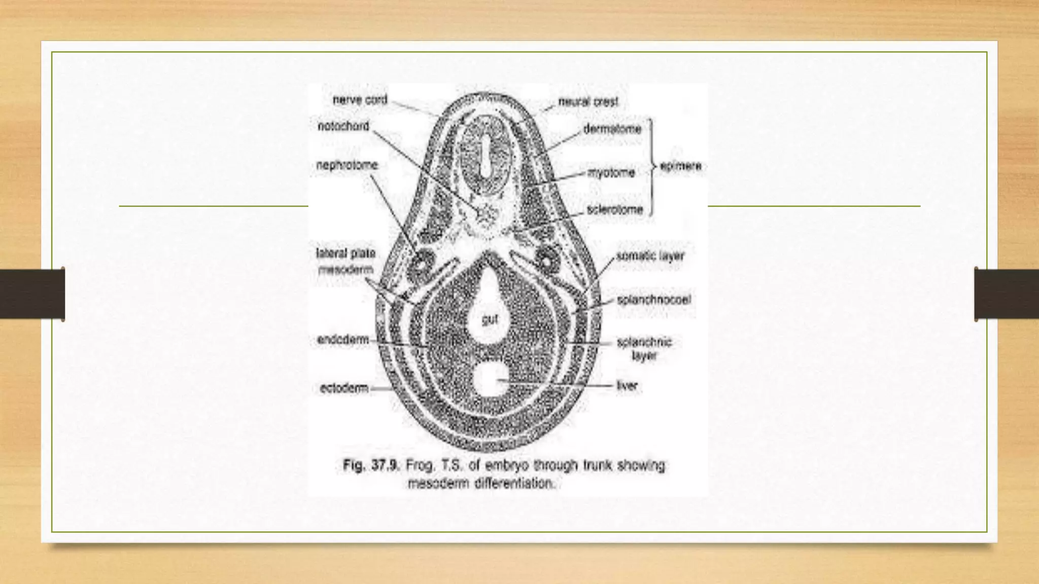 Development of frog/ embryogenesis | PPTX