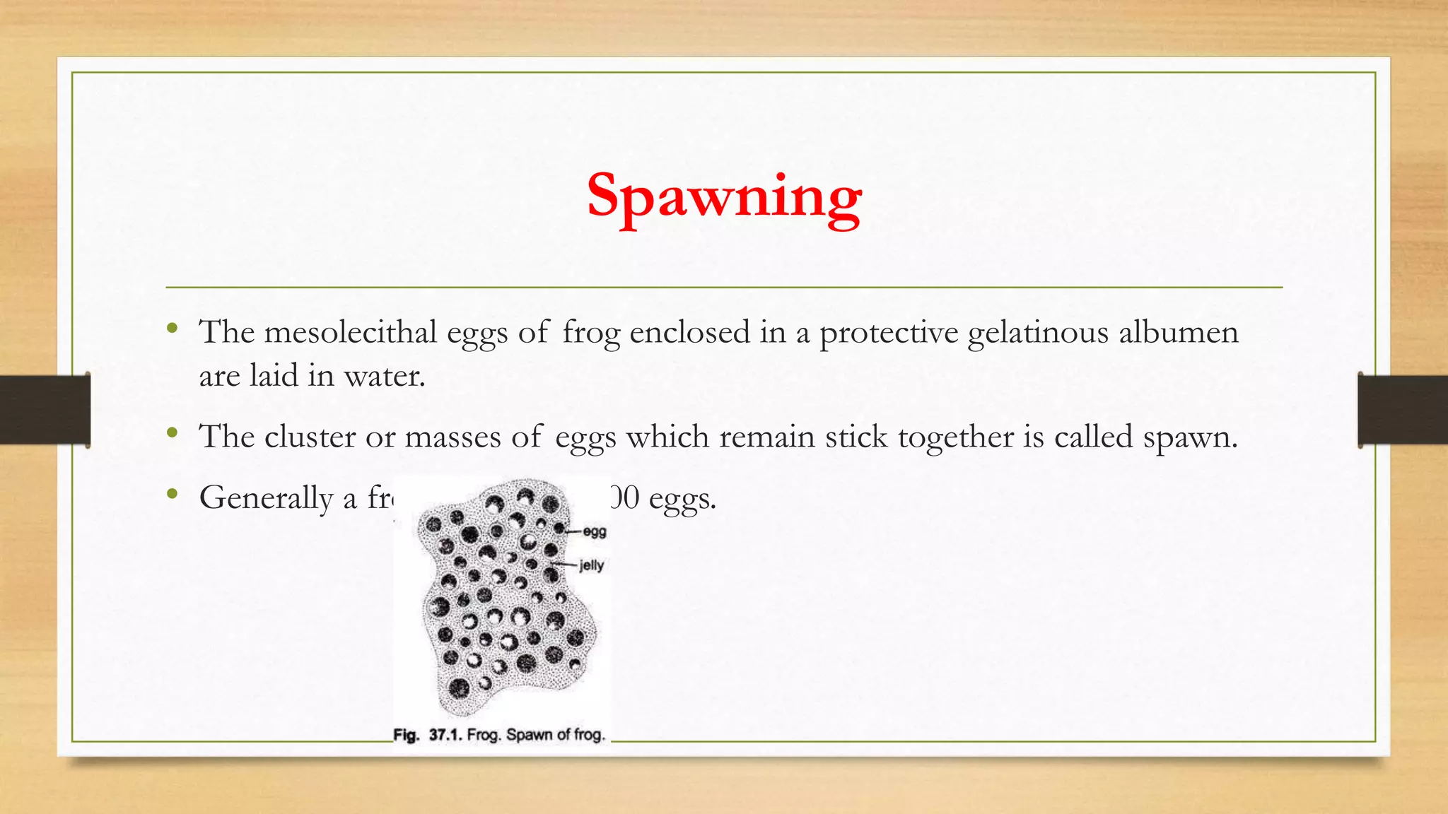Development of frog/ embryogenesis | PPTX