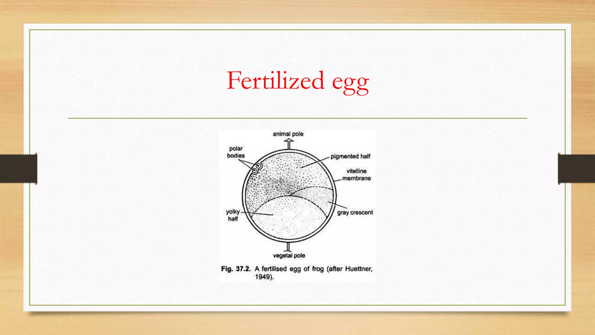 Development of frog/ embryogenesis | PPTX
