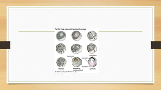 Development of frog/ embryogenesis | PPTX