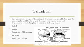 Development of frog/ embryogenesis | PPTX | Biological Sciences | Science