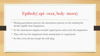 Development of frog/ embryogenesis | PPTX