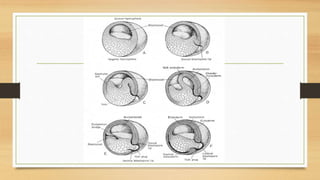 Development of frog/ embryogenesis | PPTX