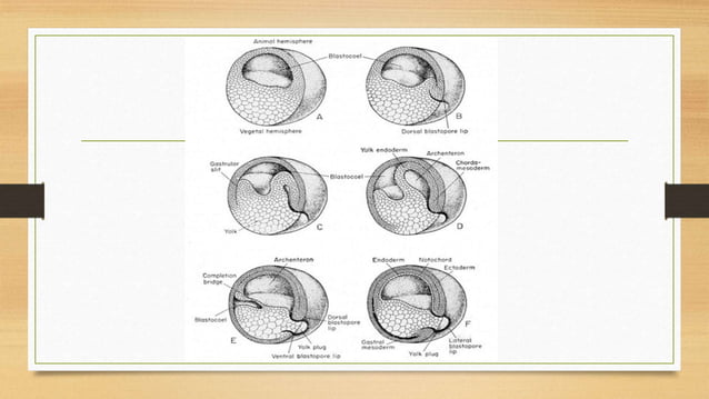 Development of frog/ embryogenesis | PPTX | Biological Sciences | Science