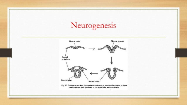Development of frog/ embryogenesis | PPTX | Biological Sciences | Science