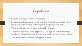 Development of frog/ embryogenesis | PPTX | Biological Sciences | Science