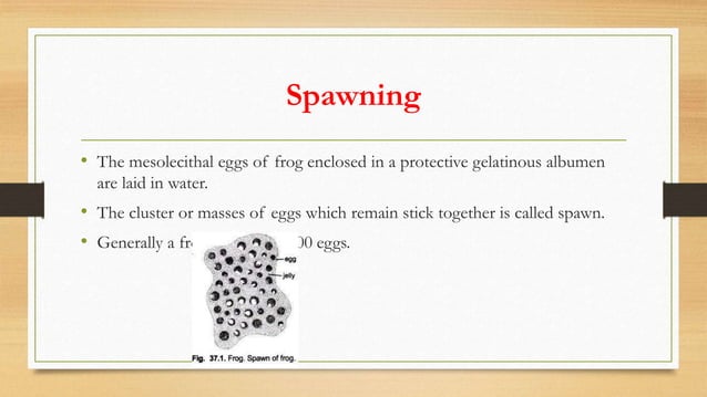 Development of frog/ embryogenesis | PPTX | Biological Sciences | Science