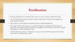 Development of frog/ embryogenesis | PPTX | Biological Sciences | Science