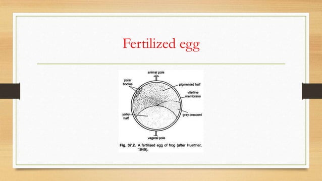 Development of frog/ embryogenesis | PPTX | Biological Sciences | Science