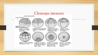 Development of frog/ embryogenesis | PPTX