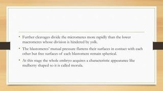 Development of frog/ embryogenesis | PPTX
