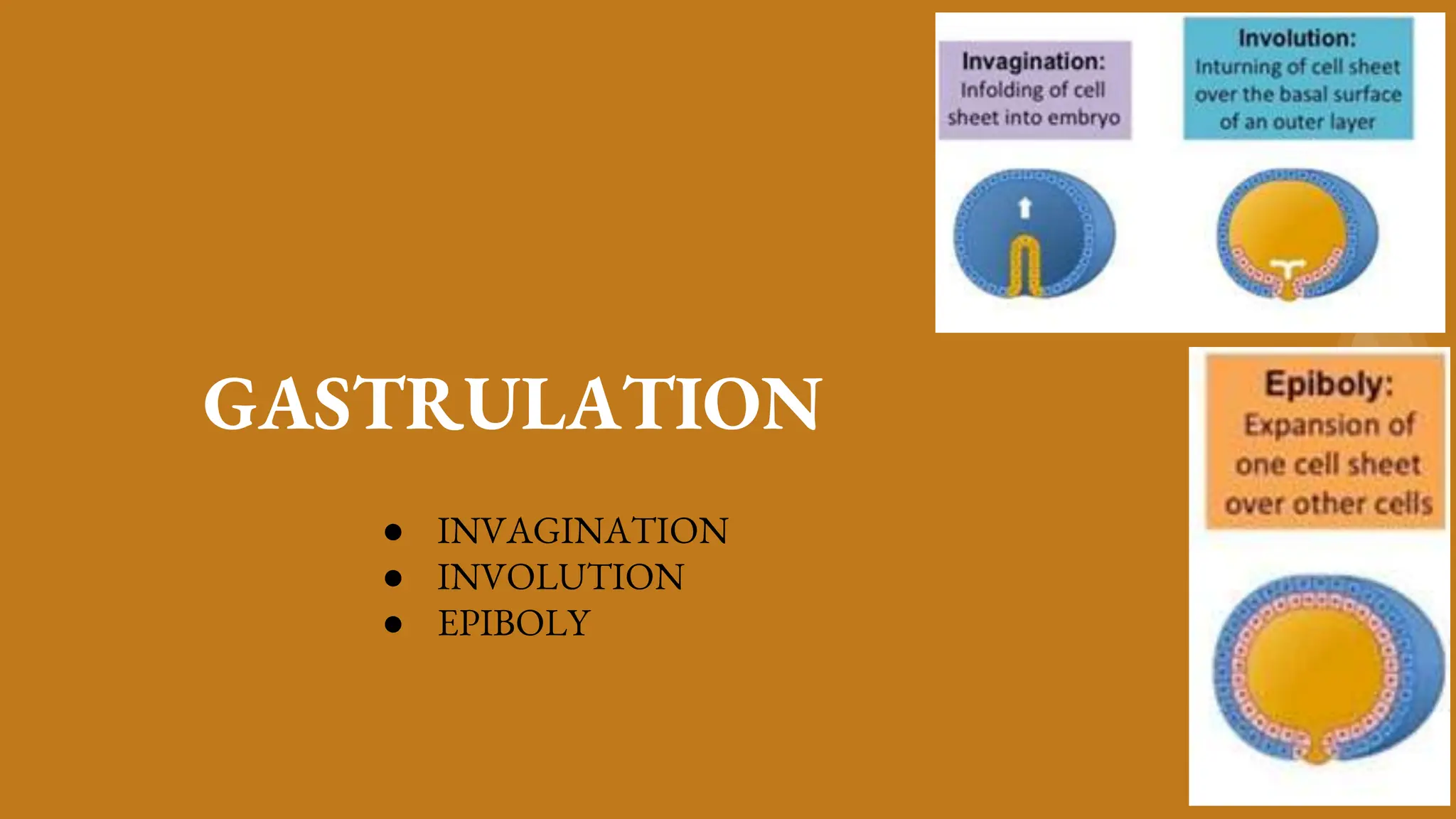 DEVELOPMENT OF FROG.pptx