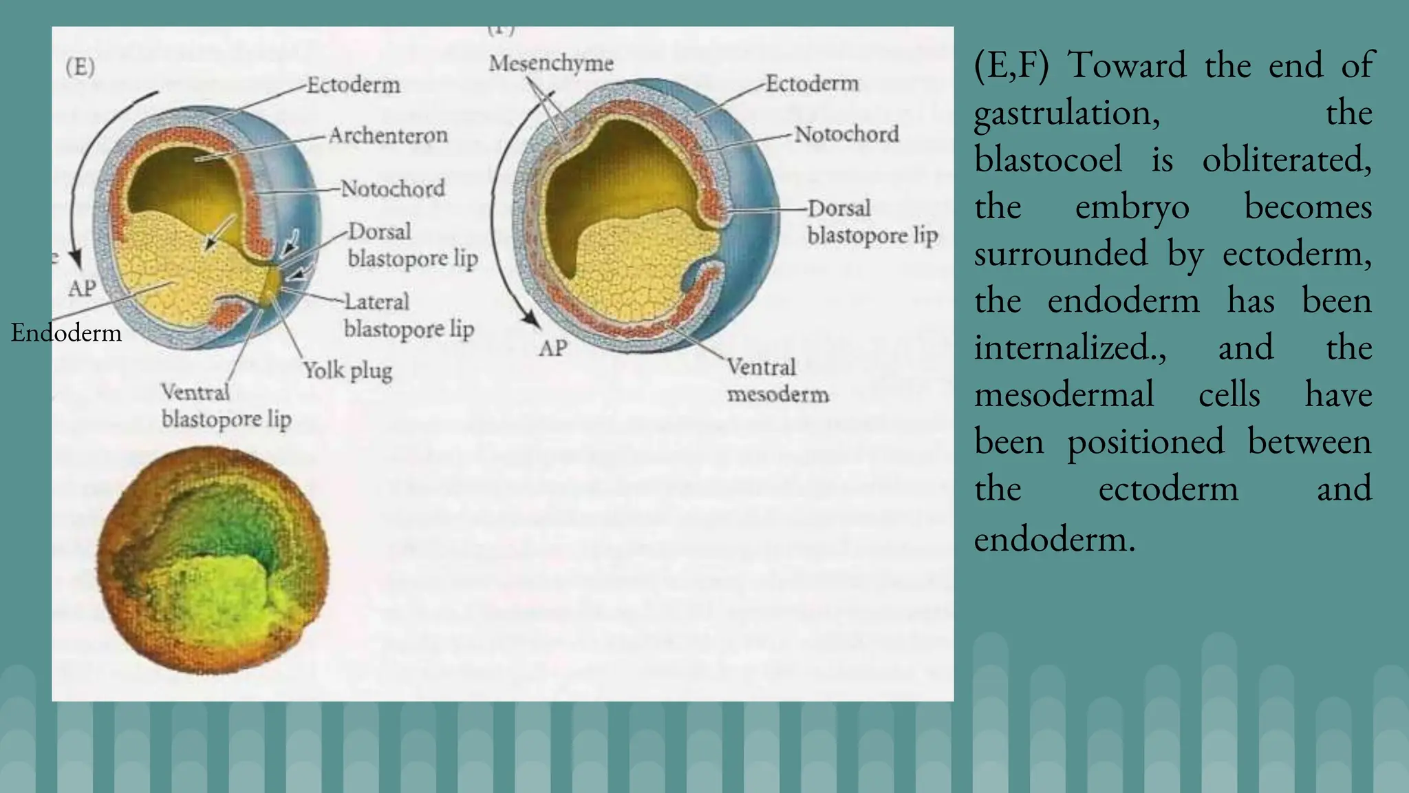 DEVELOPMENT OF FROG.pptx