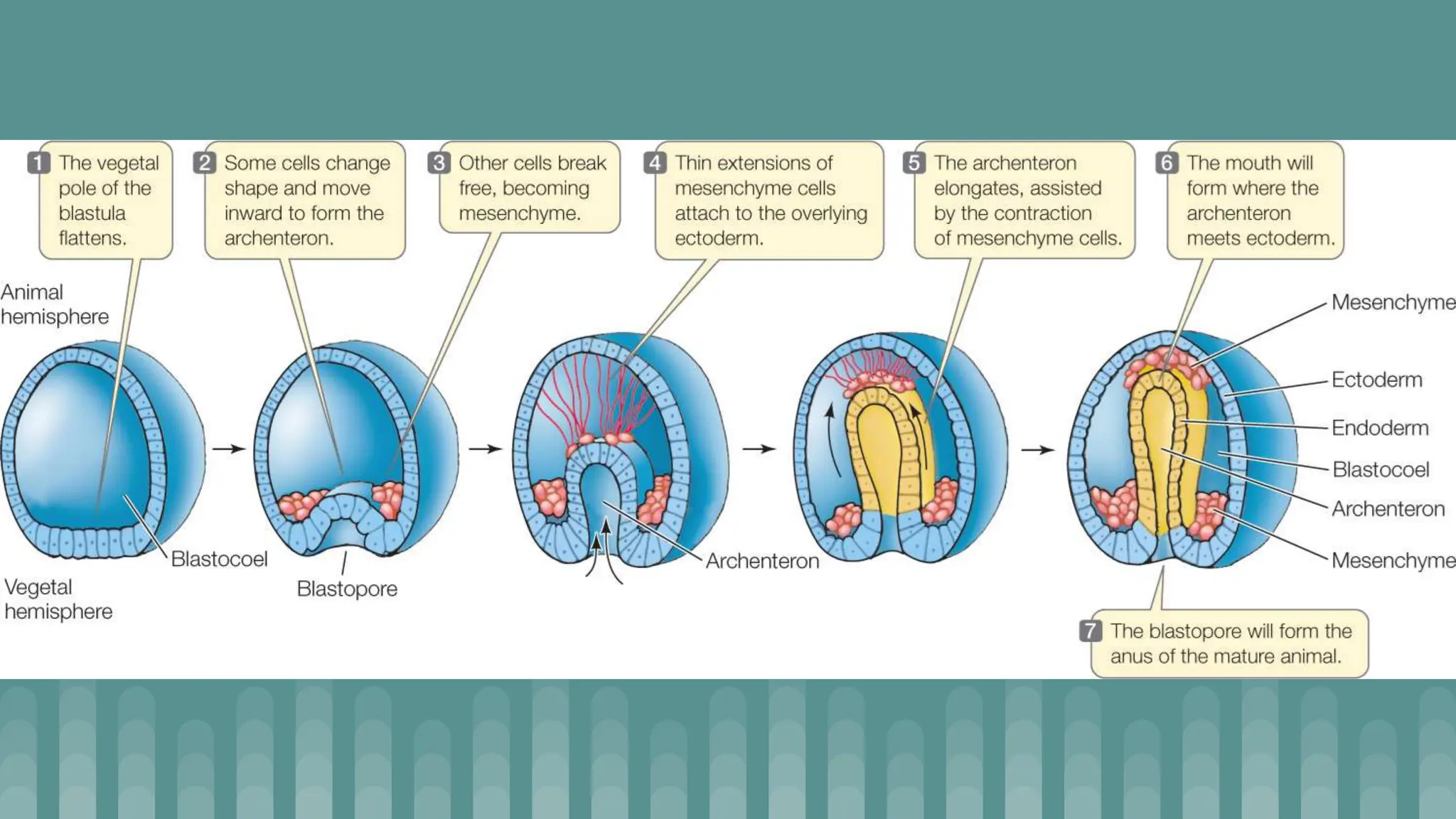 DEVELOPMENT OF FROG.pptx